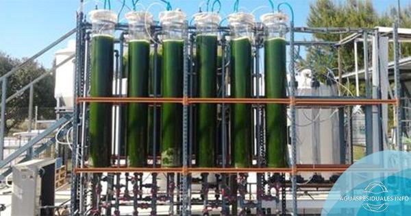 Microalgas para desnitrificar el agua del subsuelo y ayudar al Mar Menor